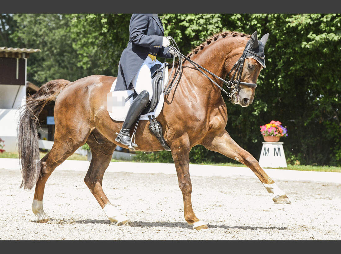 Dressurpferde unter Druck - cavallo.de