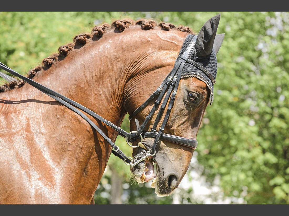Dressurpferde unter Druck - cavallo.de