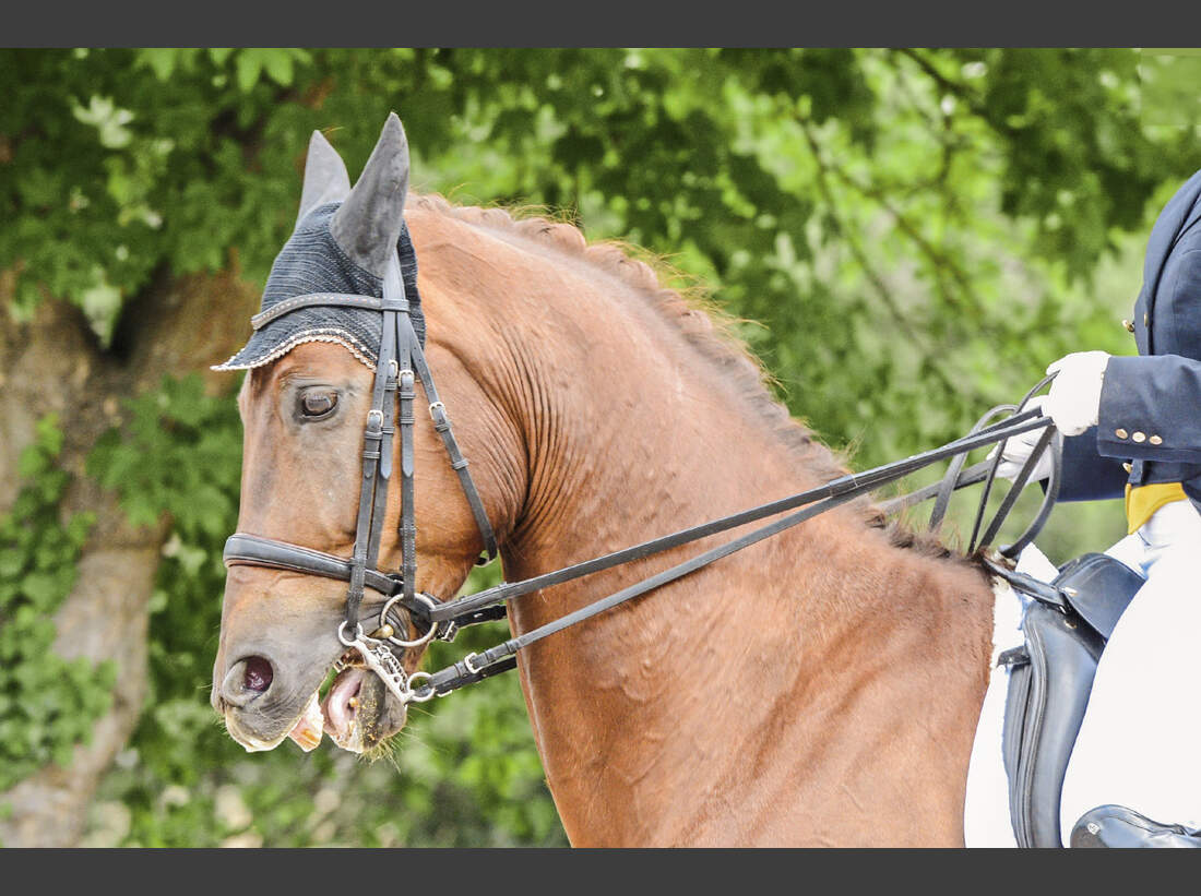 Dressurpferde unter Druck - cavallo.de