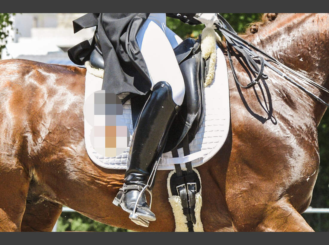 Dressurpferde unter Druck - cavallo.de